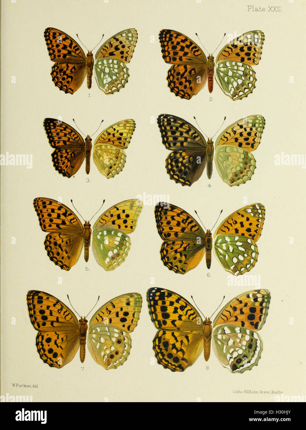A detailed study of butterfly species from China, Japan, and Korea ...