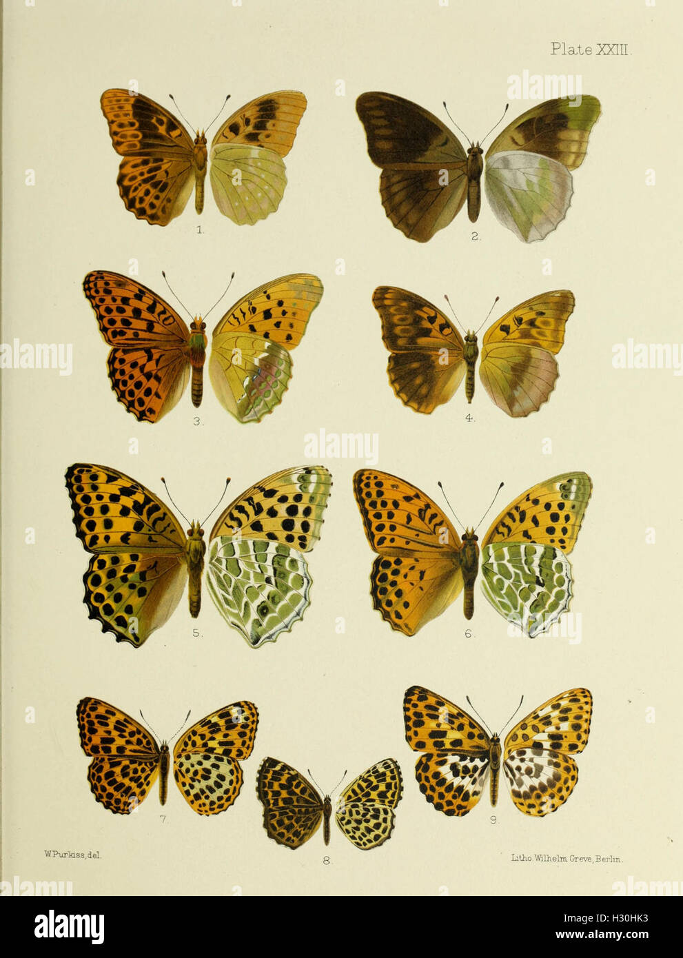 This work features a collection of butterflies found in China, Japan ...