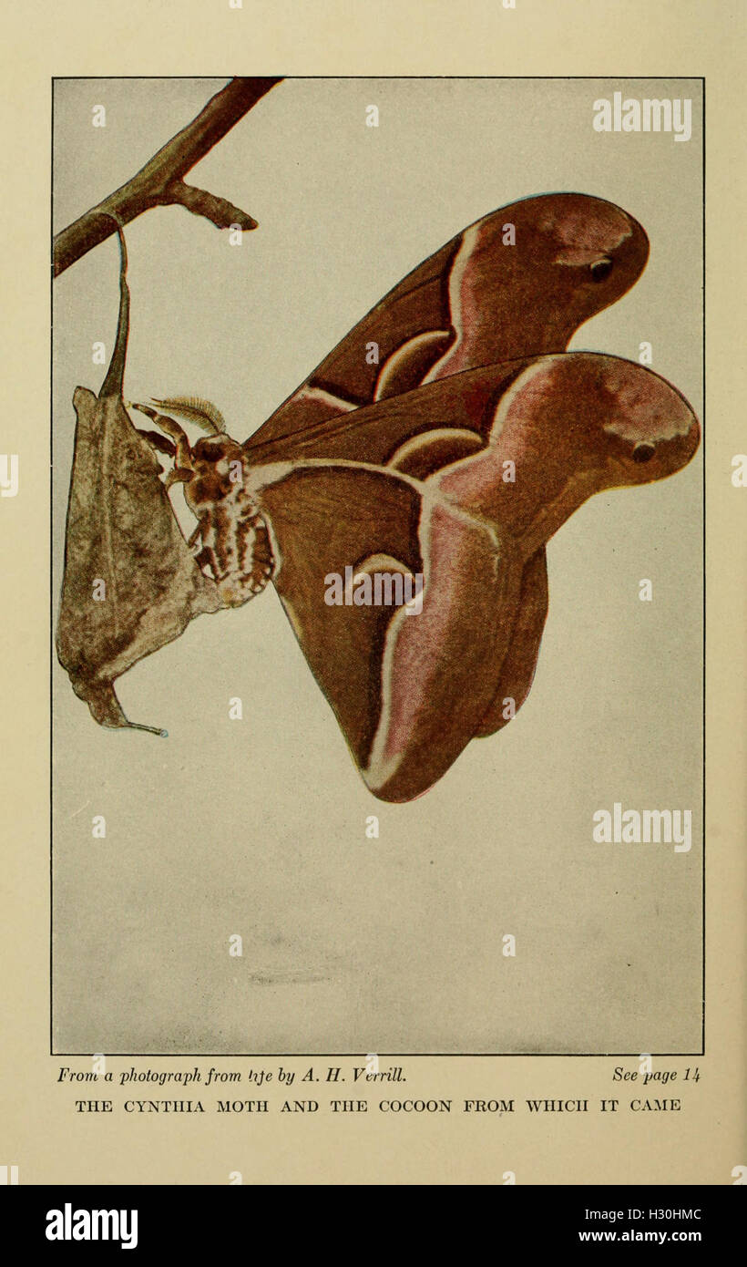 This book highlights notable butterfly species, their characteristics ...