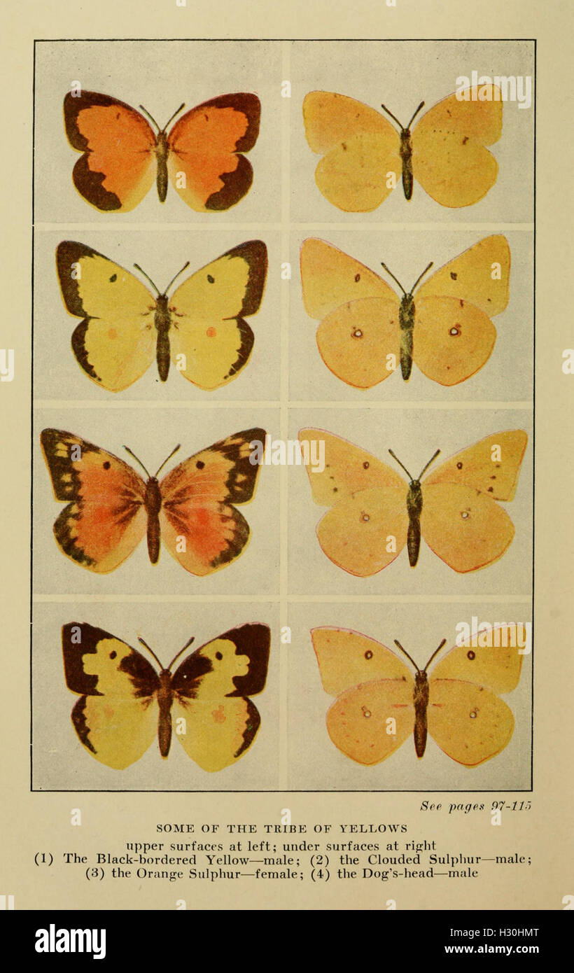 This work highlights various species of butterflies, providing detailed ...