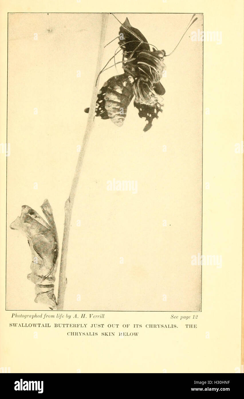 This work offers a detailed guide to various butterfly species ...
