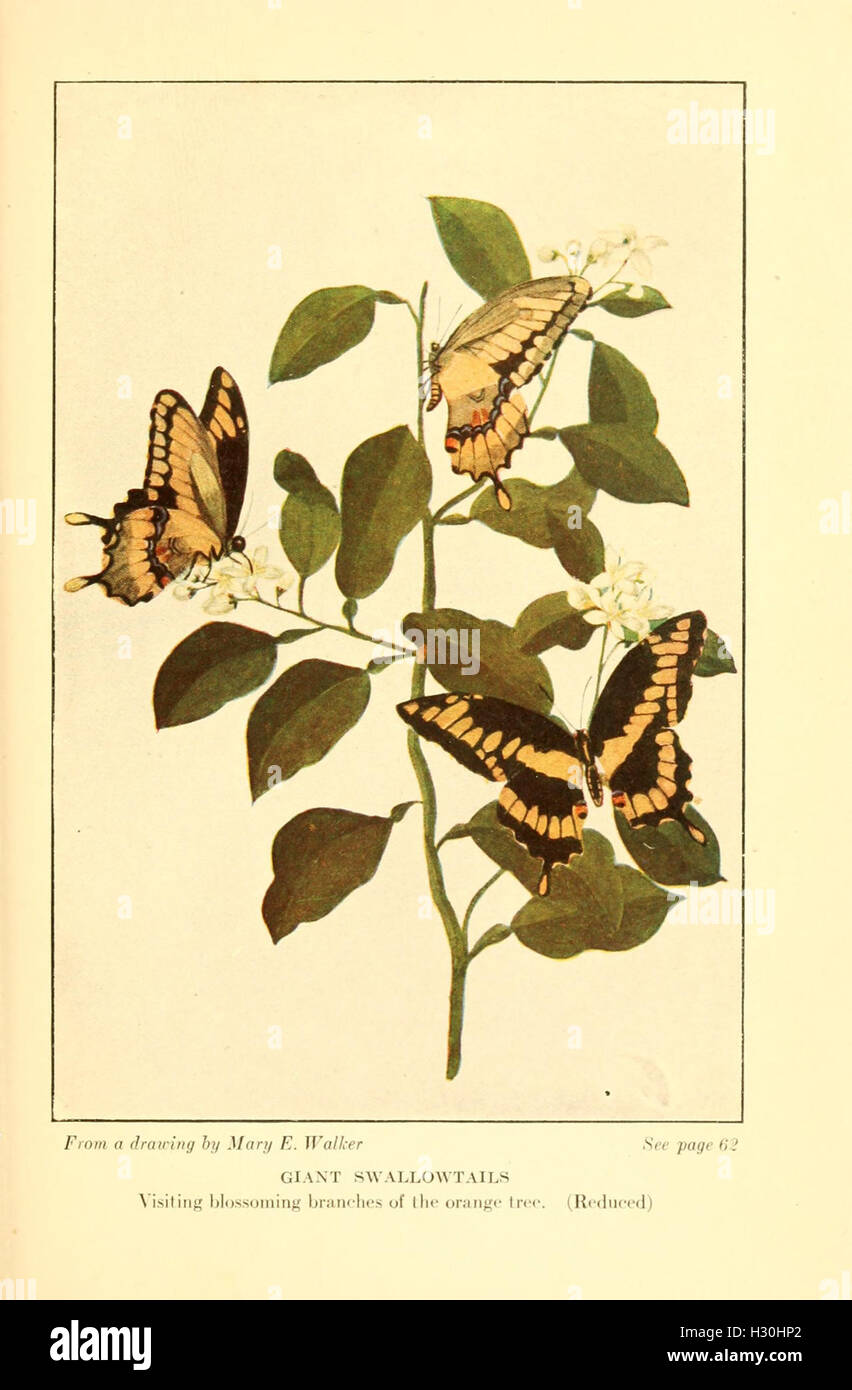 This work provides information on notable butterfly species, their ...