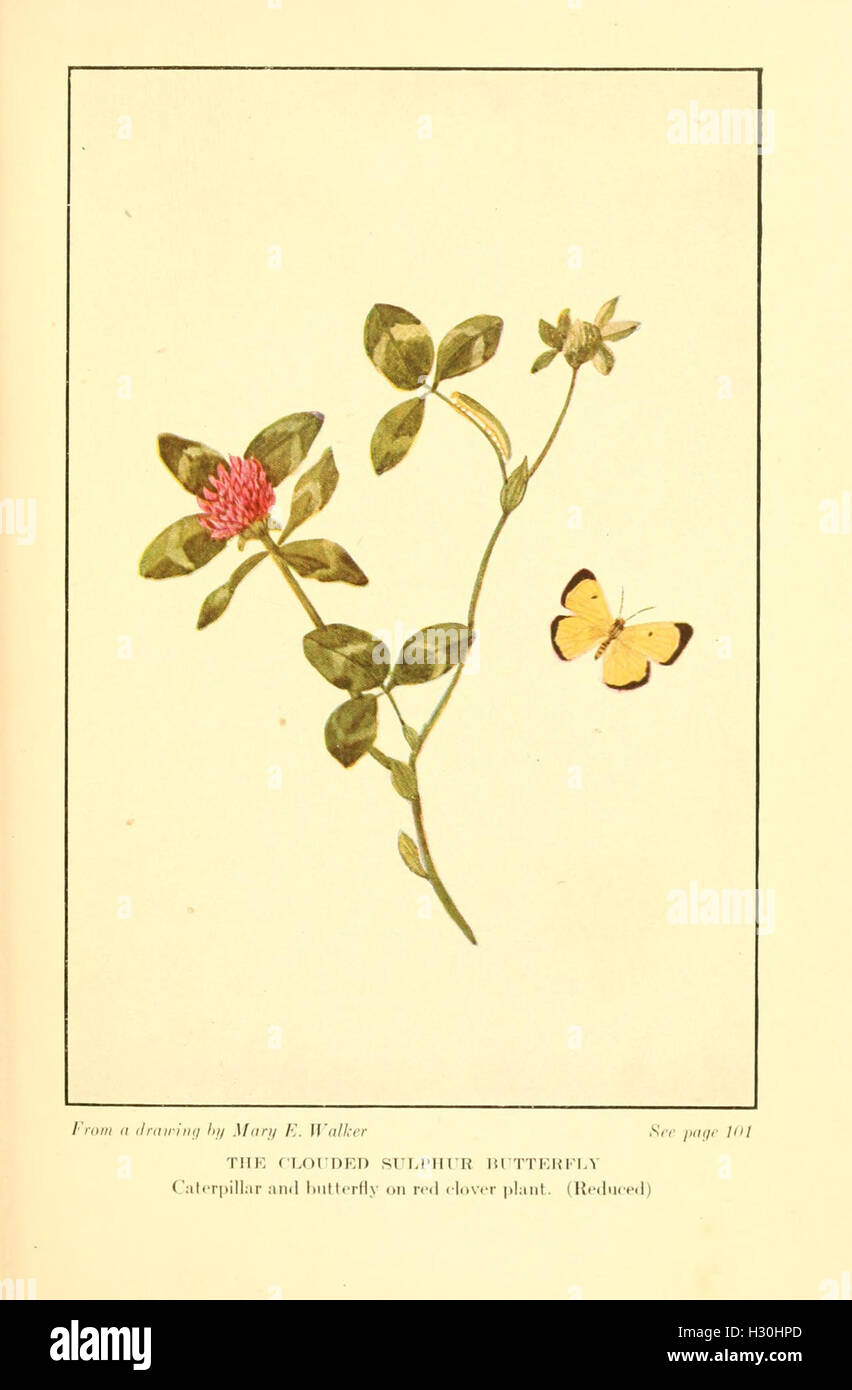 This work offers an introduction to notable butterfly species, focusing ...