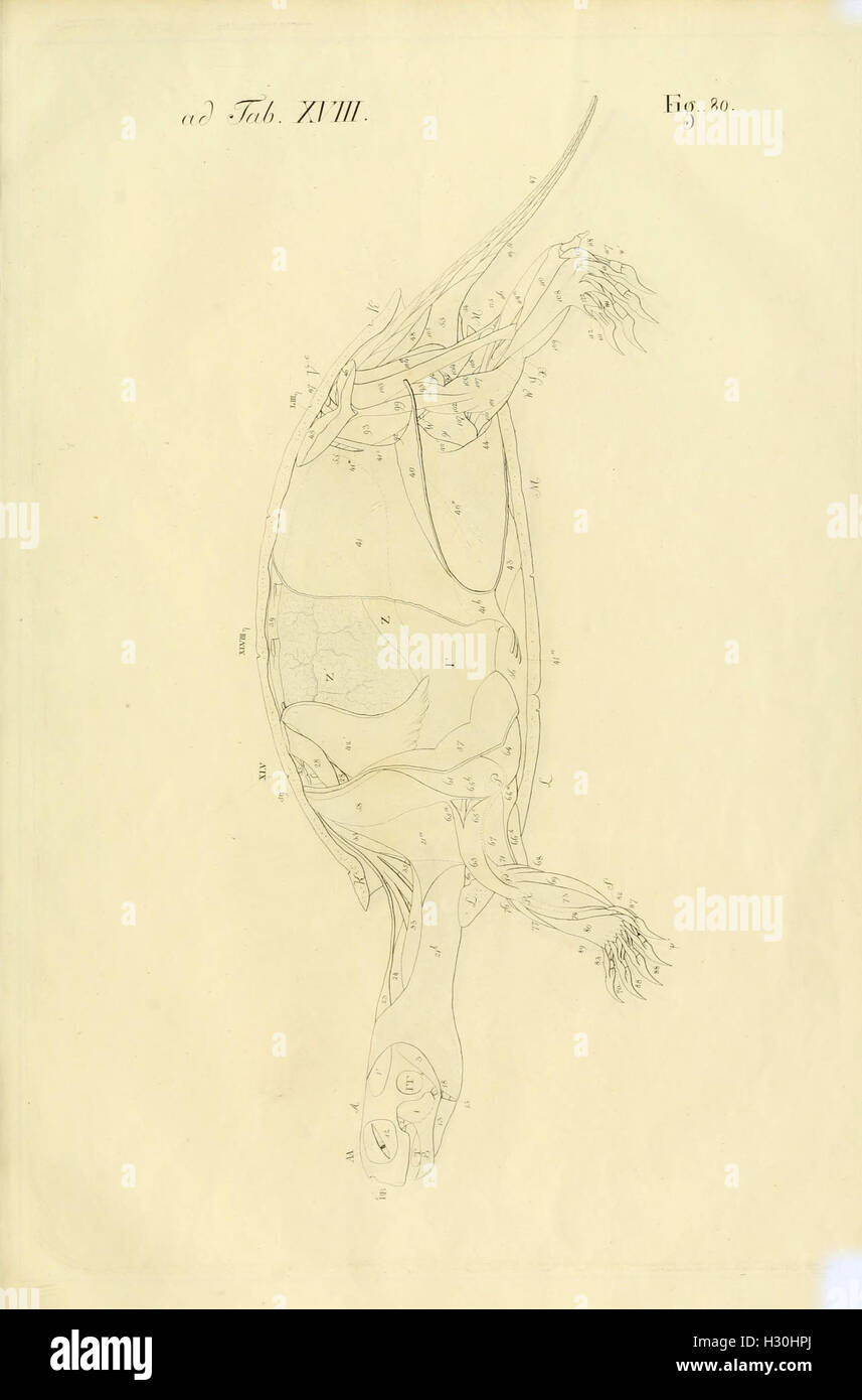 This illustration from 'Anatome Testudinis Europaeae' provides a ...