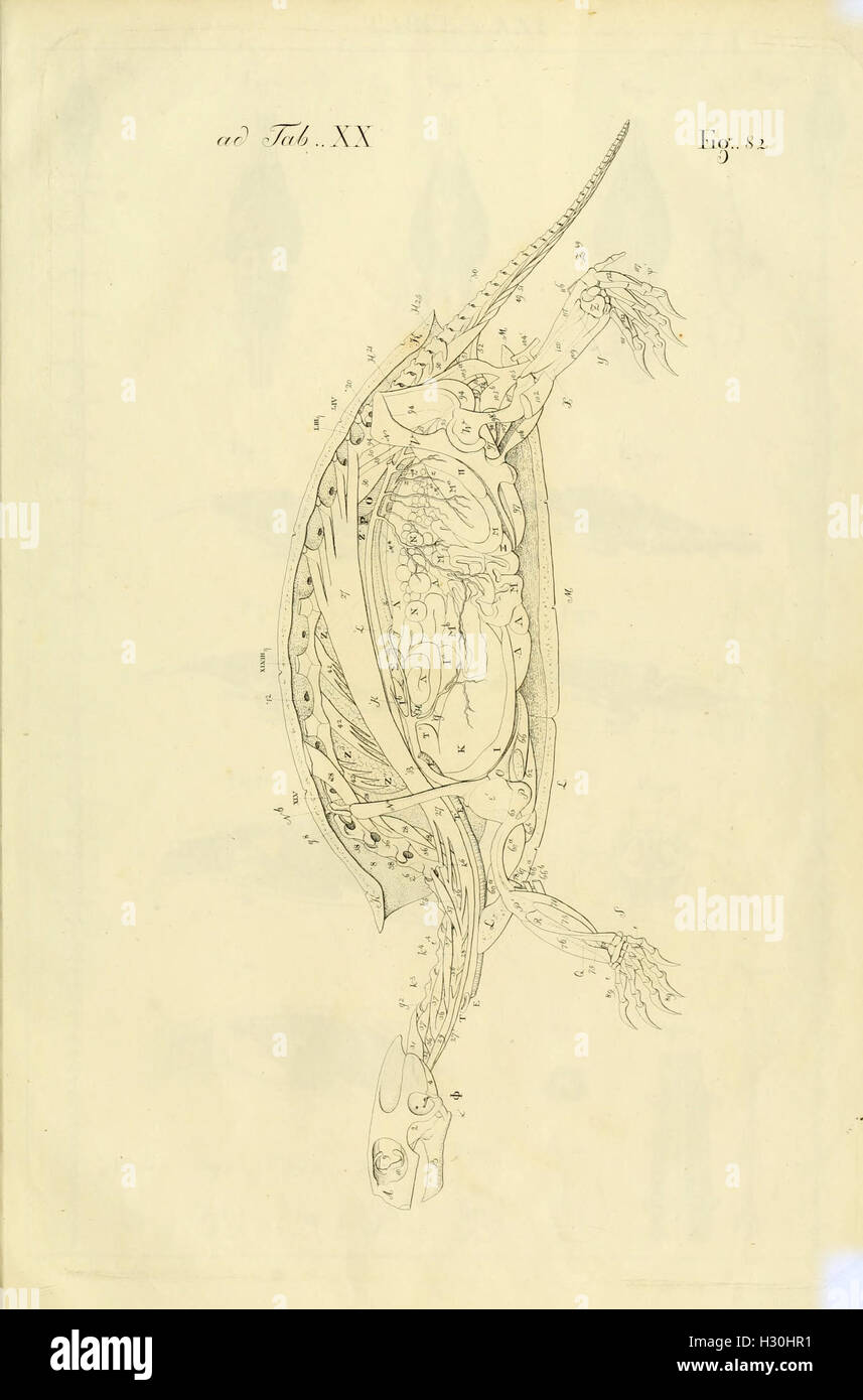 An anatomical study of the European tortoise, illustrating its skeletal ...