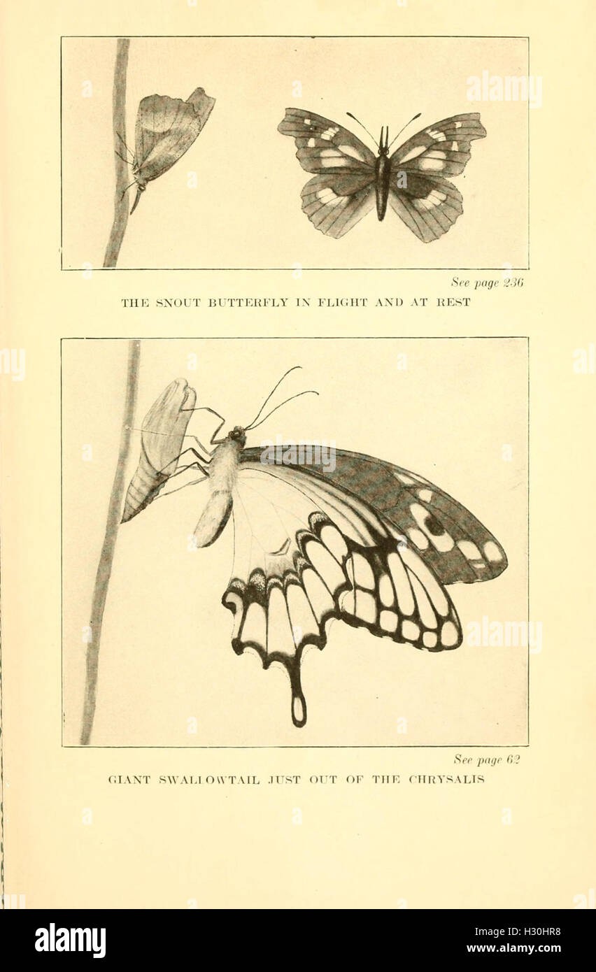 This book provides an introduction to various butterfly species ...