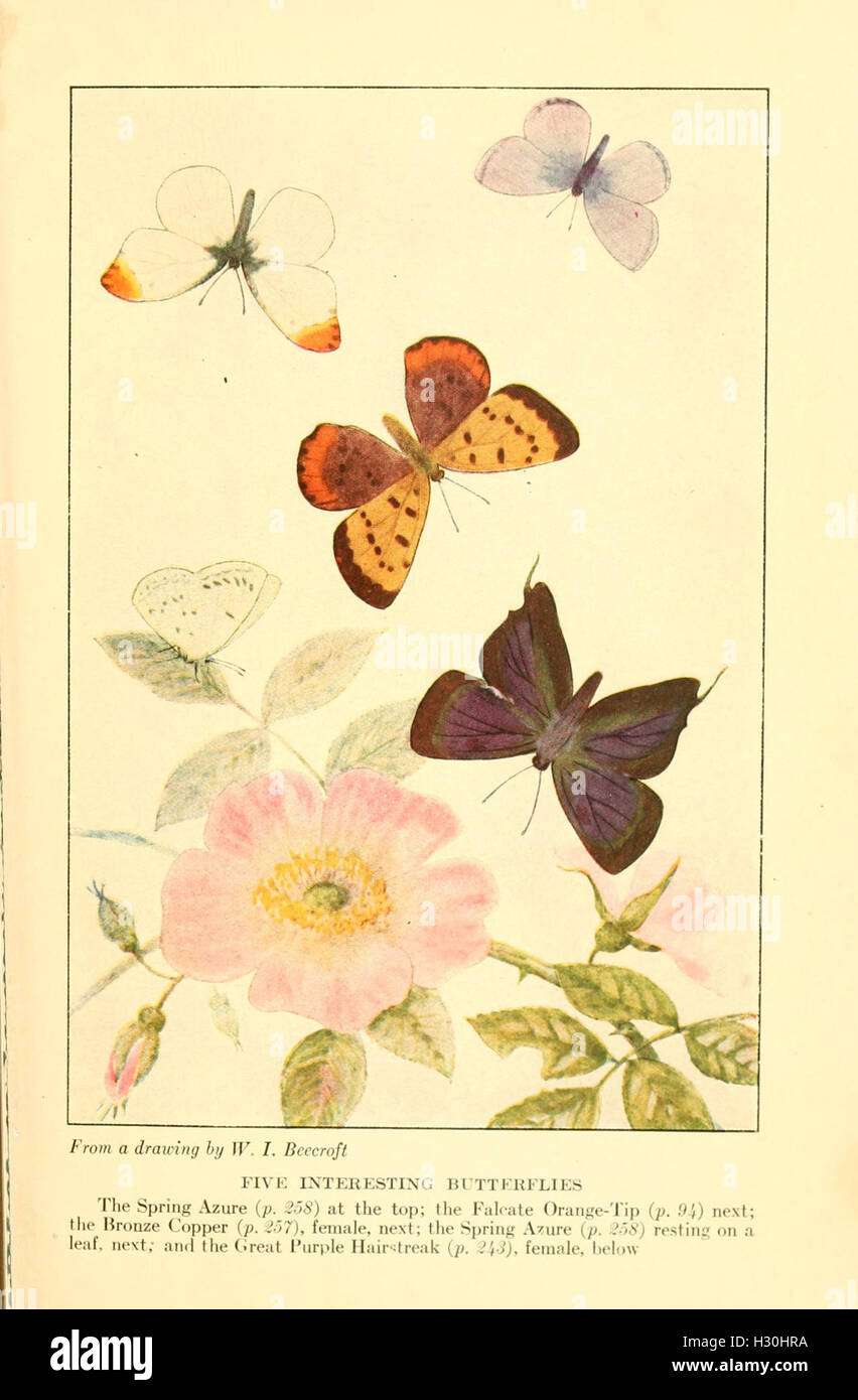 This work provides an overview of butterfly species, focusing on their ...