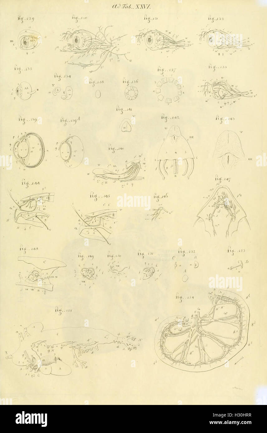 Plate XXVI of 'Anatome Testudinis Europaeae' provides an anatomical ...