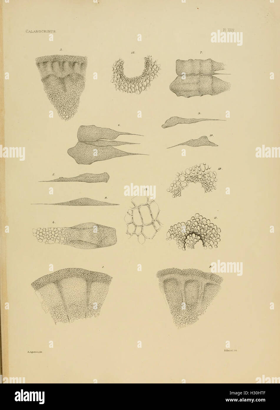This plate illustrates Calamocrinus diomedea, a deep-sea crinoid ...