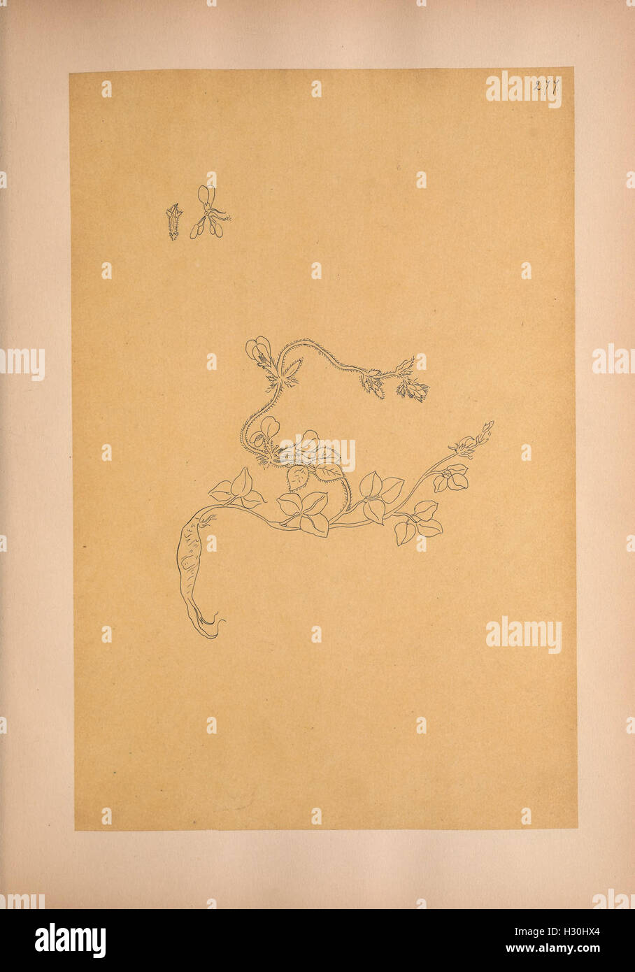 This page features detailed illustrations of Mexican flora, focusing on ...