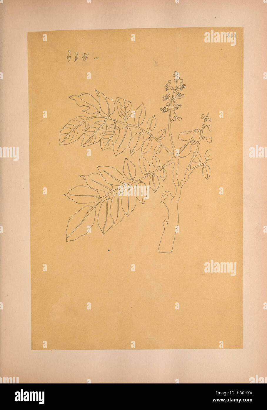 A set of tracing illustrations of Mexican flora, showcasing native ...