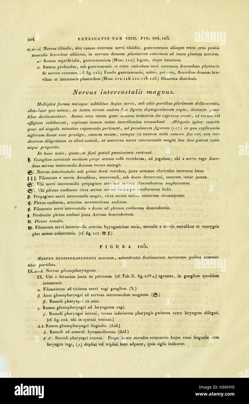 This work focuses on the anatomy of the European tortoise, describing ...