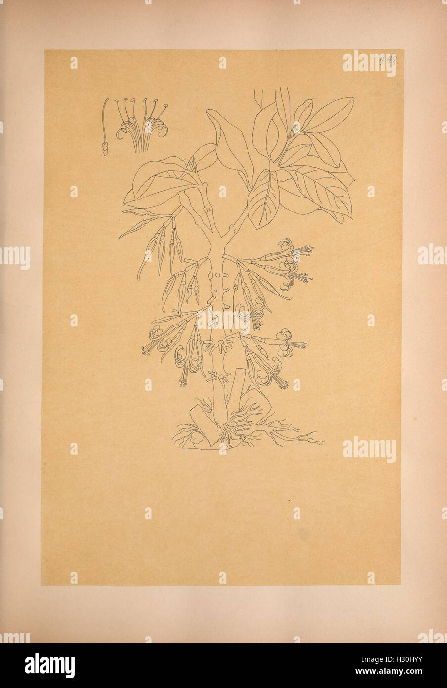 This plate features botanical illustrations of Mexican flora, showing ...