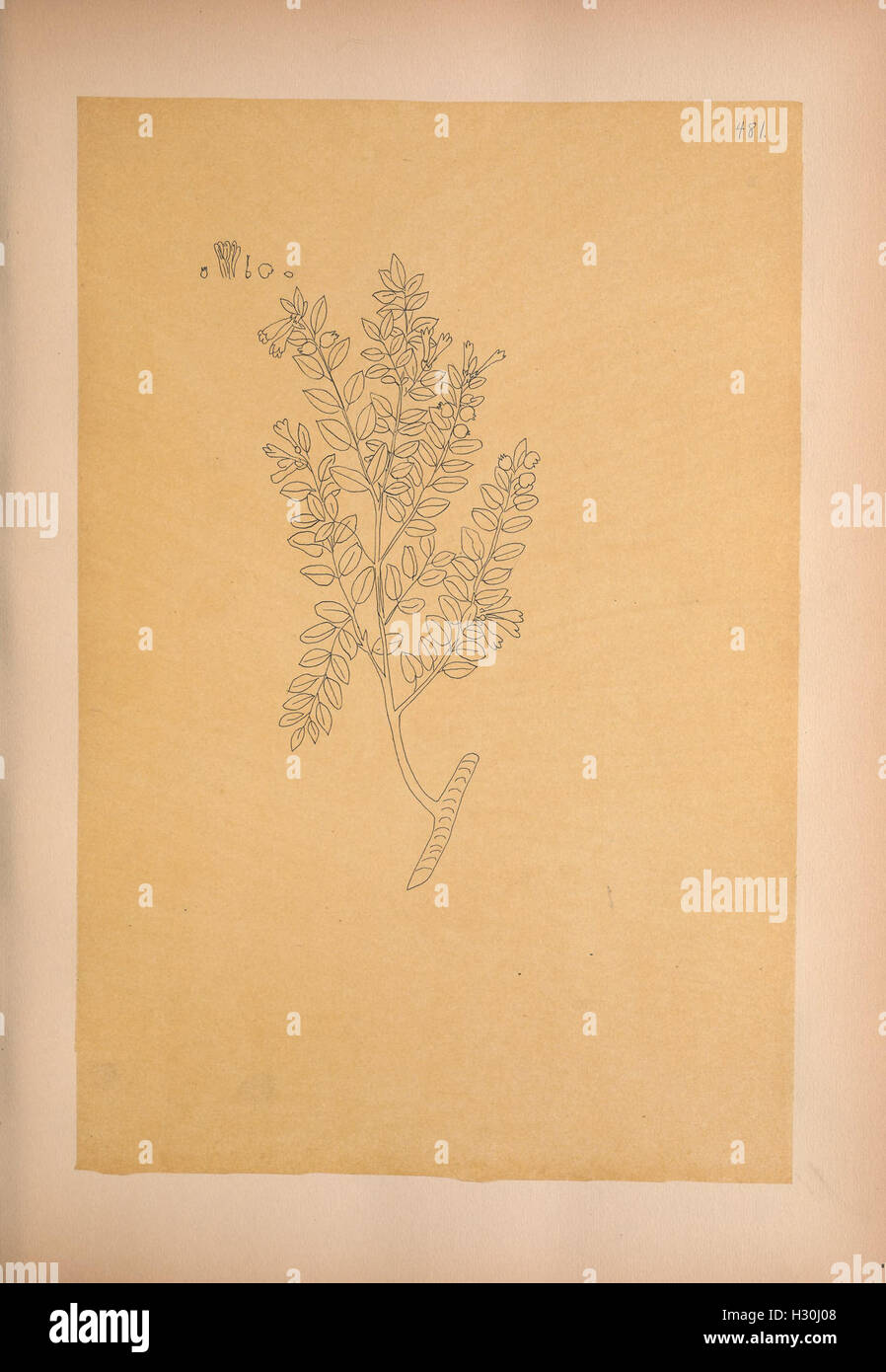 This work presents detailed illustrations of Mexican flora, focusing on ...