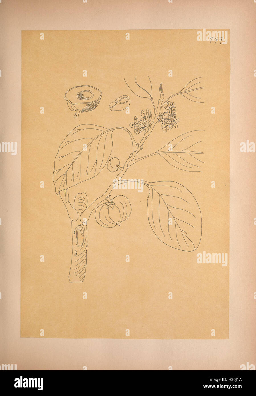 This plate features drawings of Mexican flora, showcasing a variety of ...