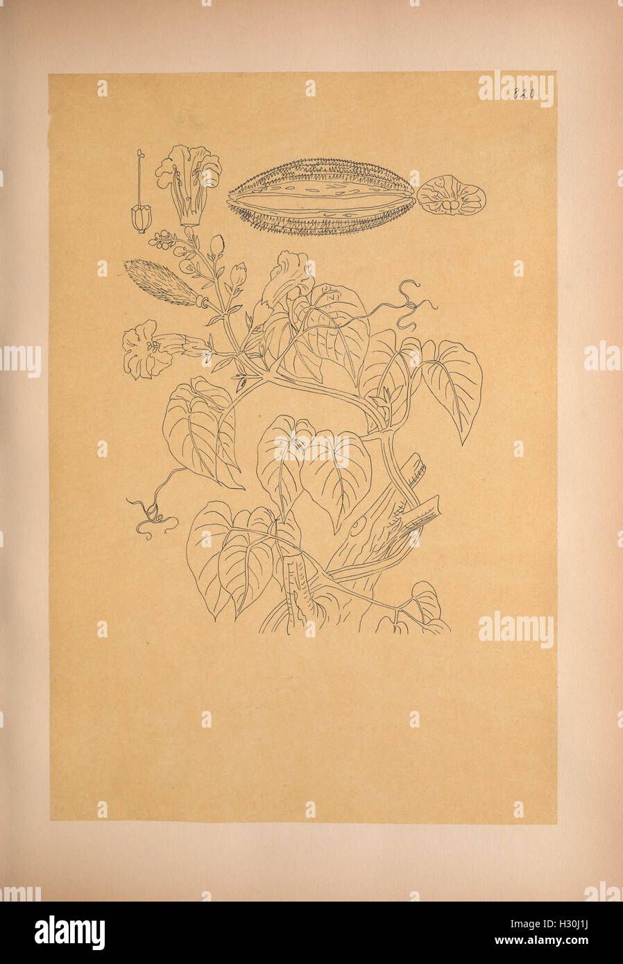 A botanical plate featuring detailed drawings of plant species from ...