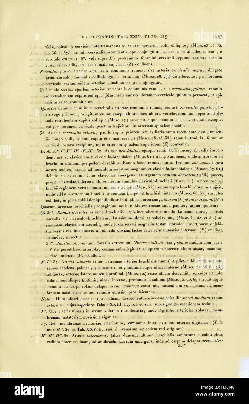 This study offers an anatomical examination of the European turtle ...