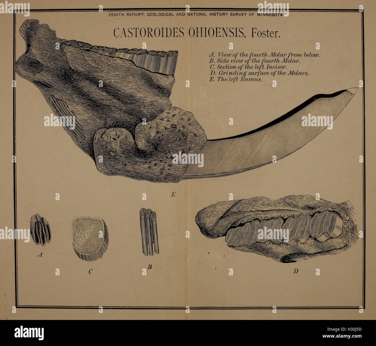 Castoroides hi-res stock photography and images - Alamy