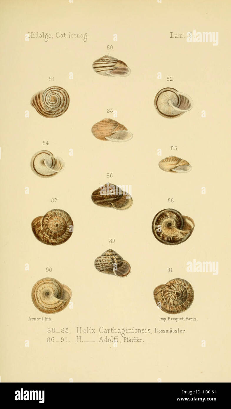 Catalogo iconografico y descriptivo de los moluscos terrestres de ...