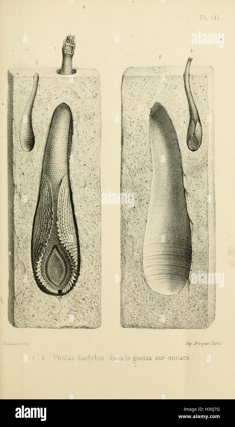 This catalogue provides a detailed classification of marine ...
