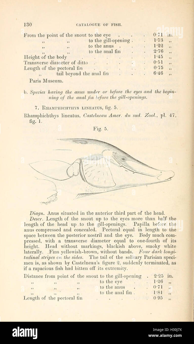 A catalog of apodal (limbless) fish species housed in the museum ...