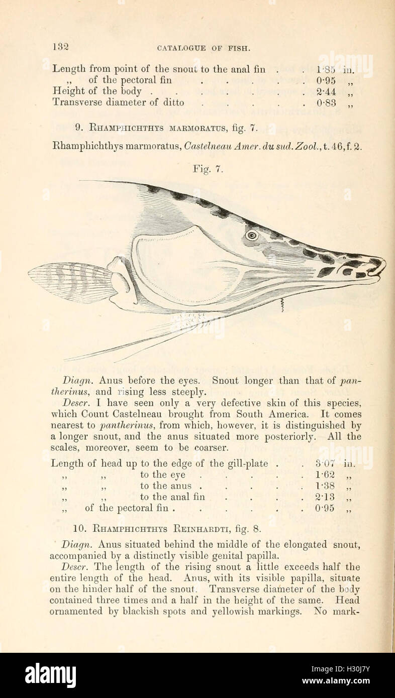 A catalog of apodal (limbless) fish species housed in the museum ...