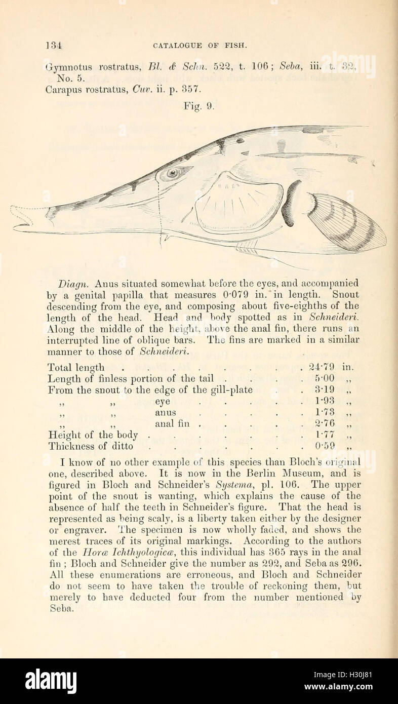 Page 134 of the 'Catalogue of Apodal Fish' provides detailed ...