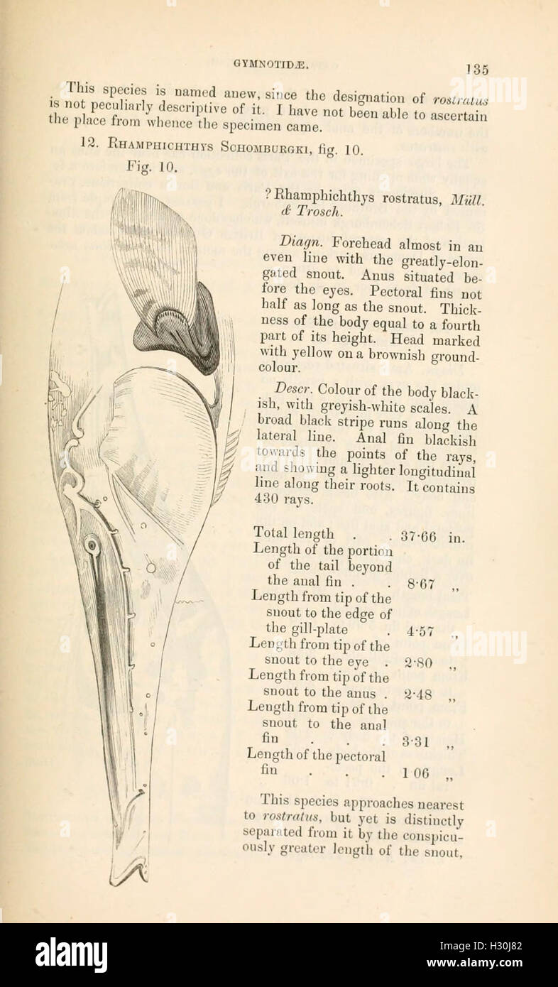 This catalogue lists apodal fish species housed in the museum's ...