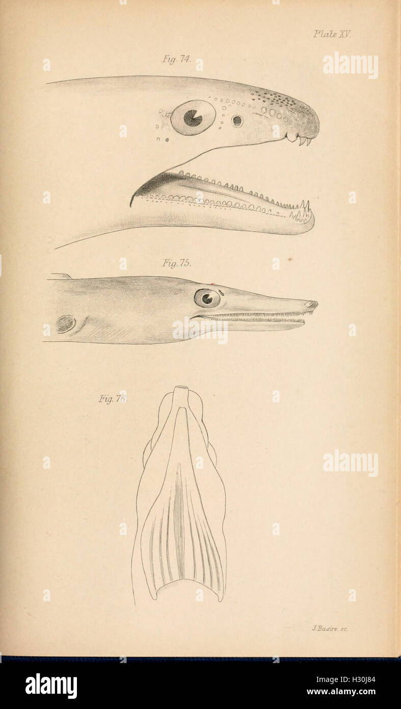 This catalogue lists apodal fish species held in the museum collection ...