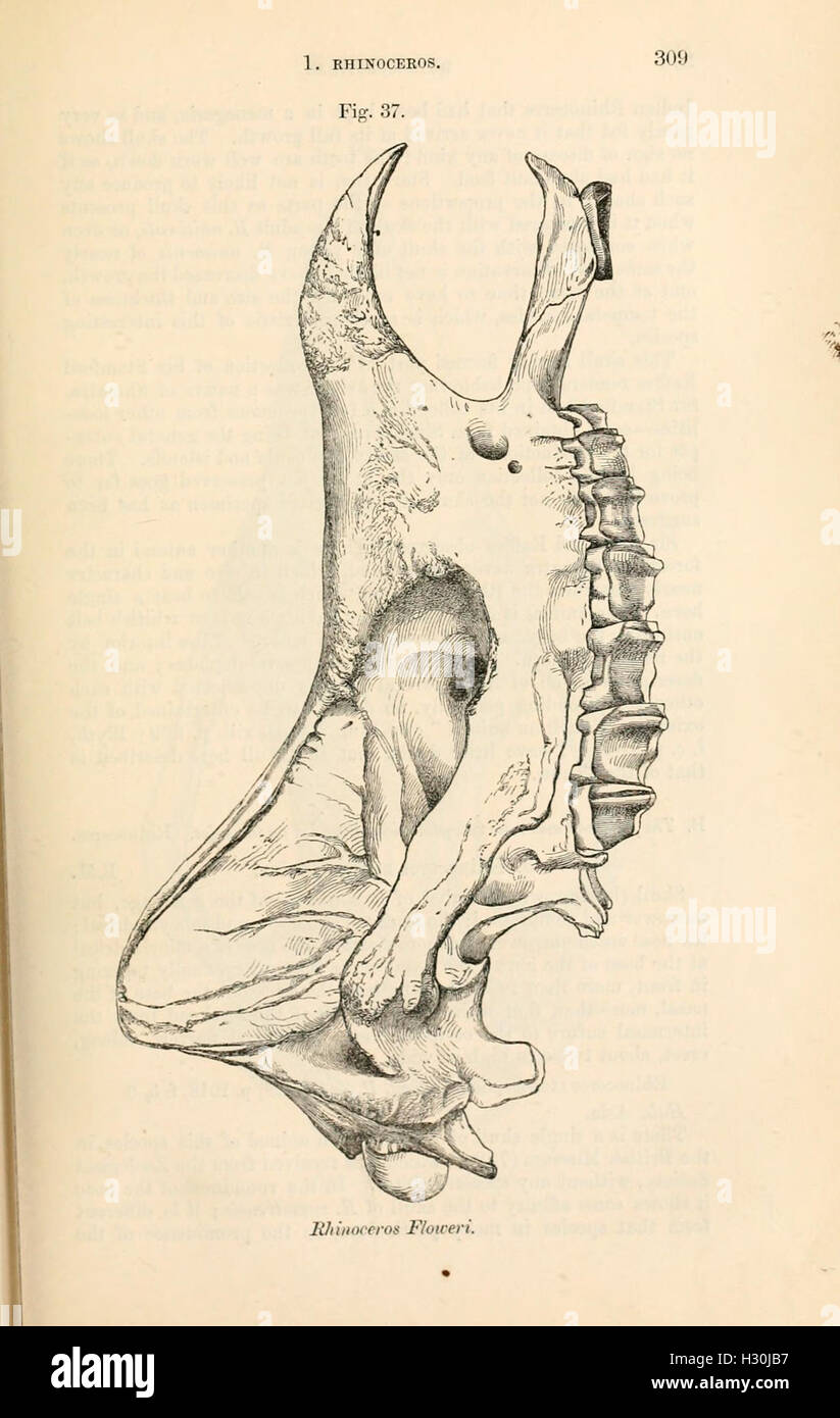A detailed catalog of various mammal species, focusing on carnivores ...