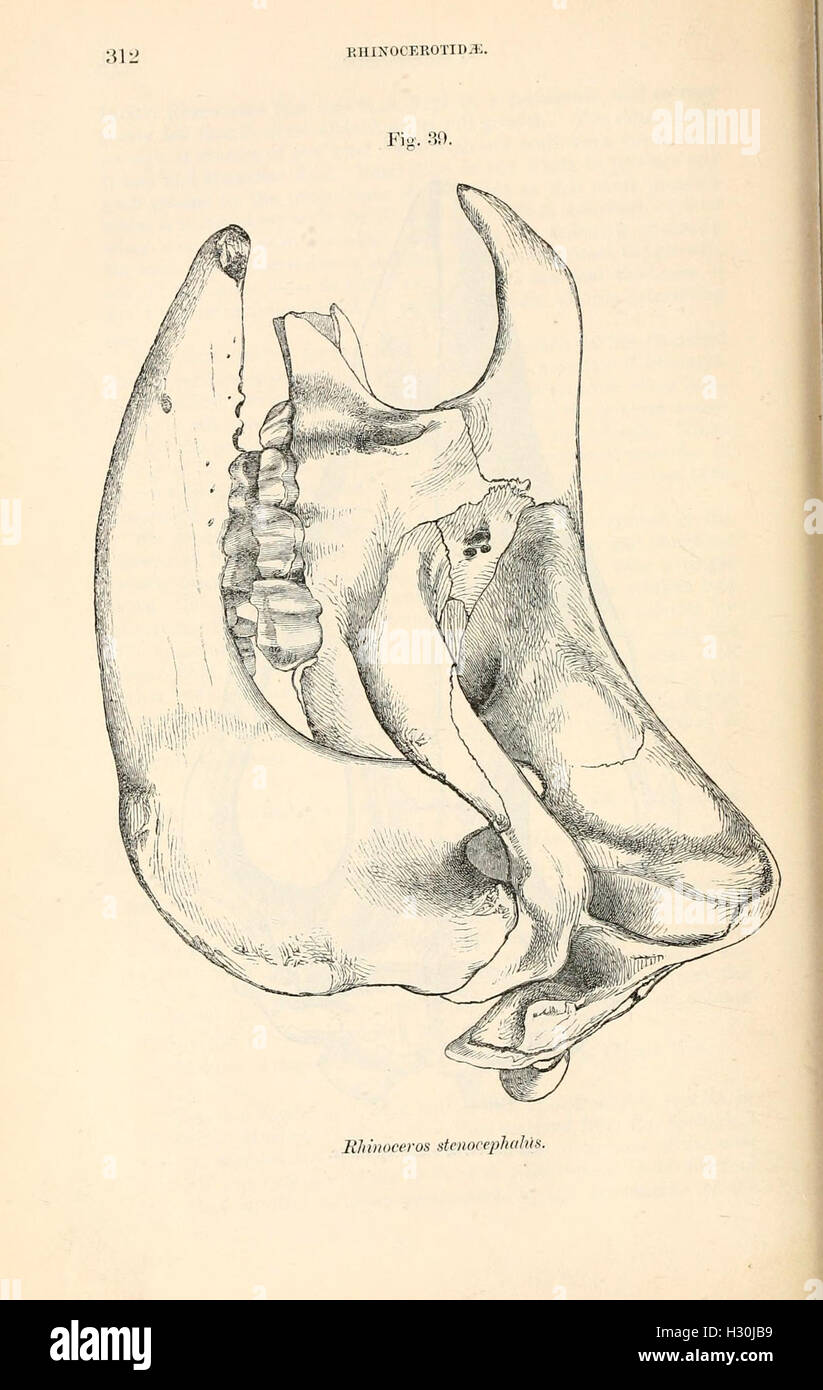 Edentate hi-res stock photography and images - Alamy