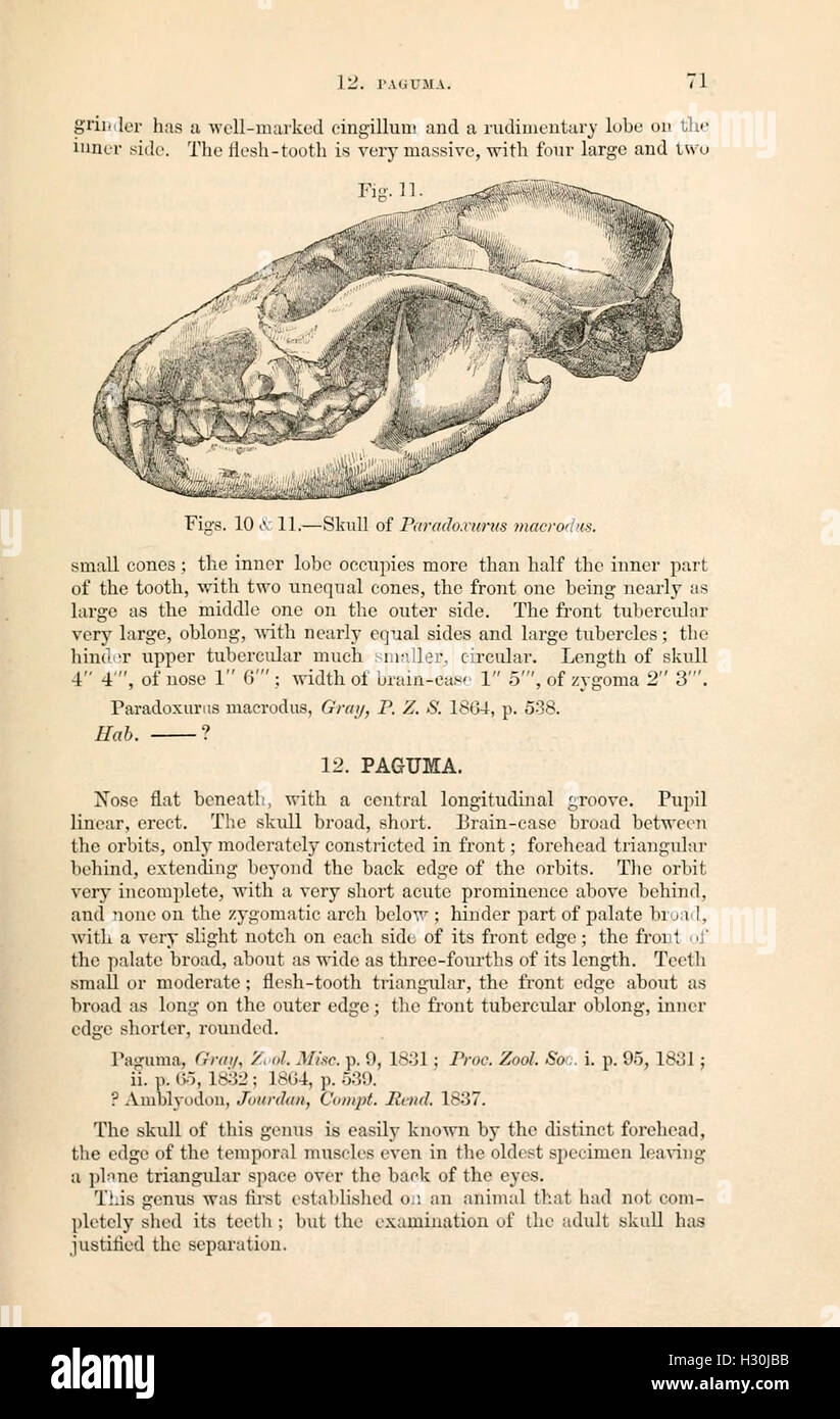 This catalog lists and classifies carnivorous, pachyderm, and edentate ...
