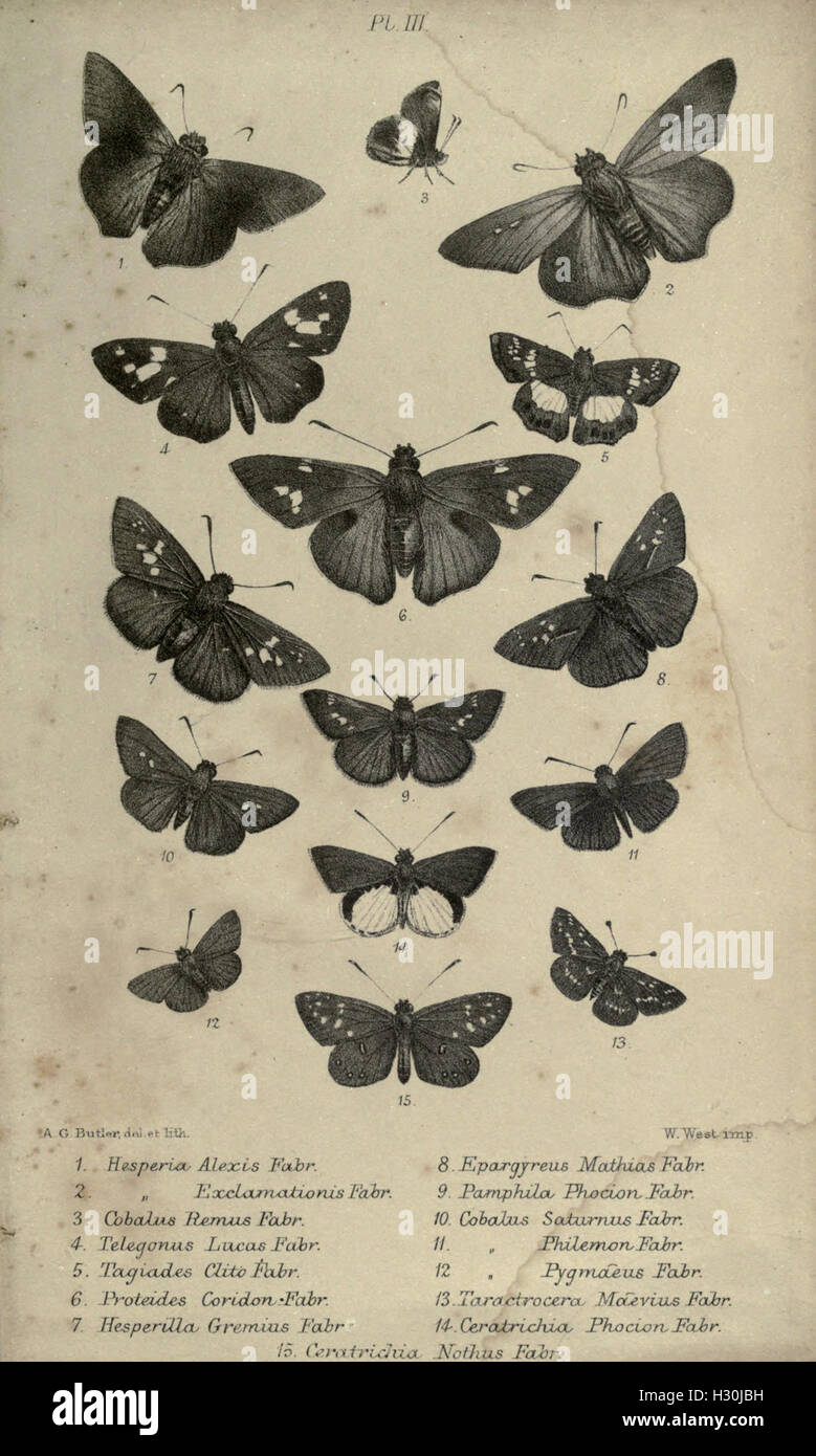 This catalogue lists the diurnal lepidopterous insects described by ...