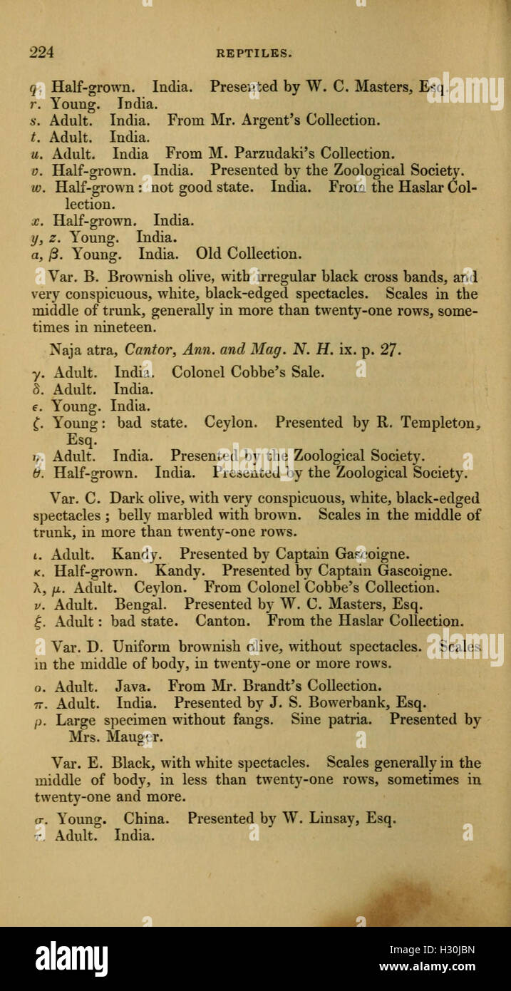 Colubrine Snakes High Resolution Stock Photography and Images - Alamy