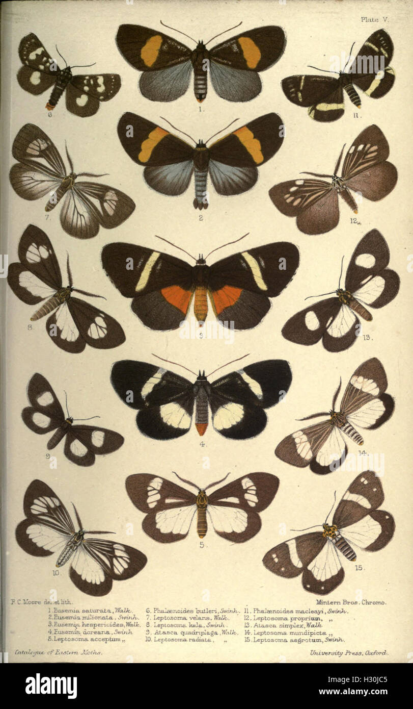 This catalogue details the collection of eastern and Australian ...