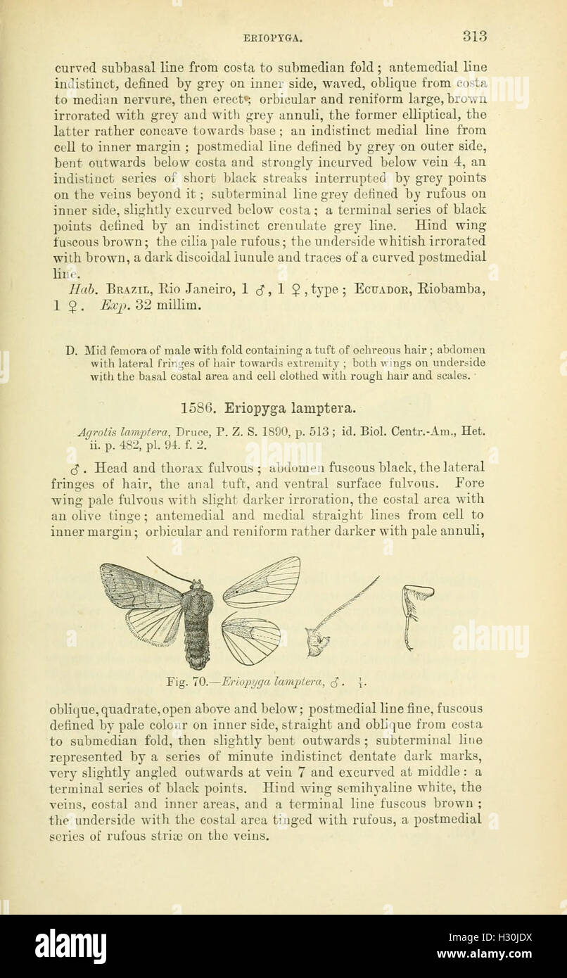 This catalog contains descriptions and classifications of Lepidoptera ...