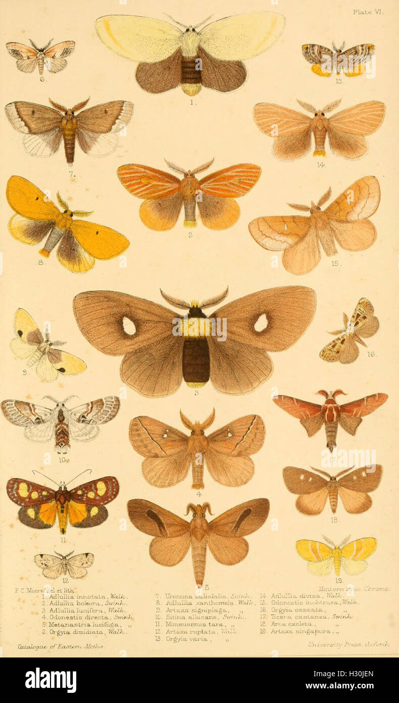 A catalog detailing the collection of eastern and Australian ...