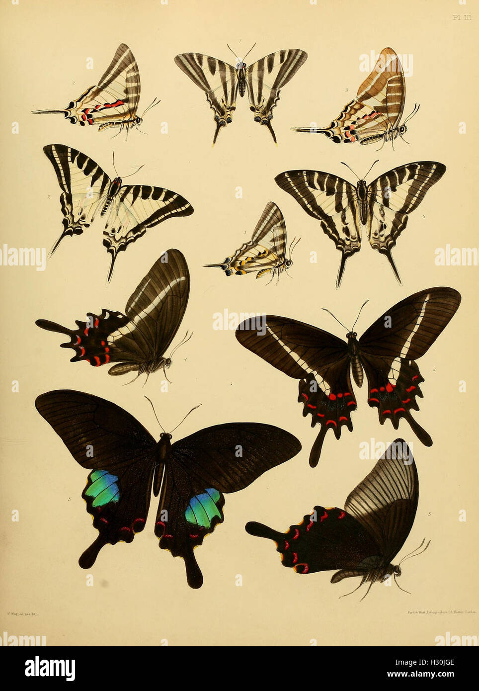 This catalog provides a comprehensive record of lepidopterous insects ...