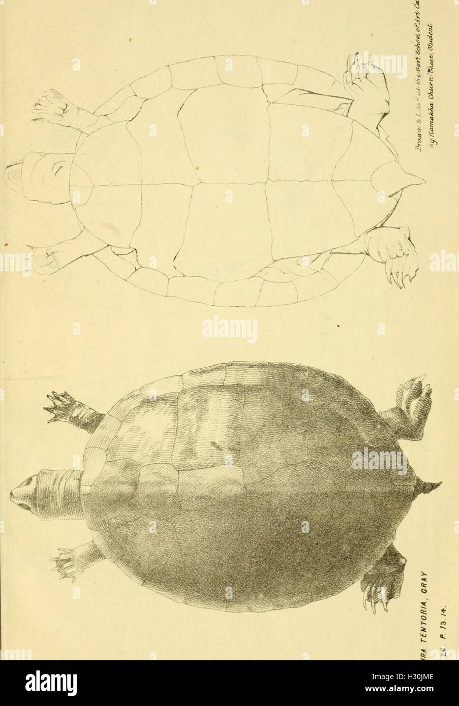 A catalog detailing the reptile species housed in the Museum of the ...