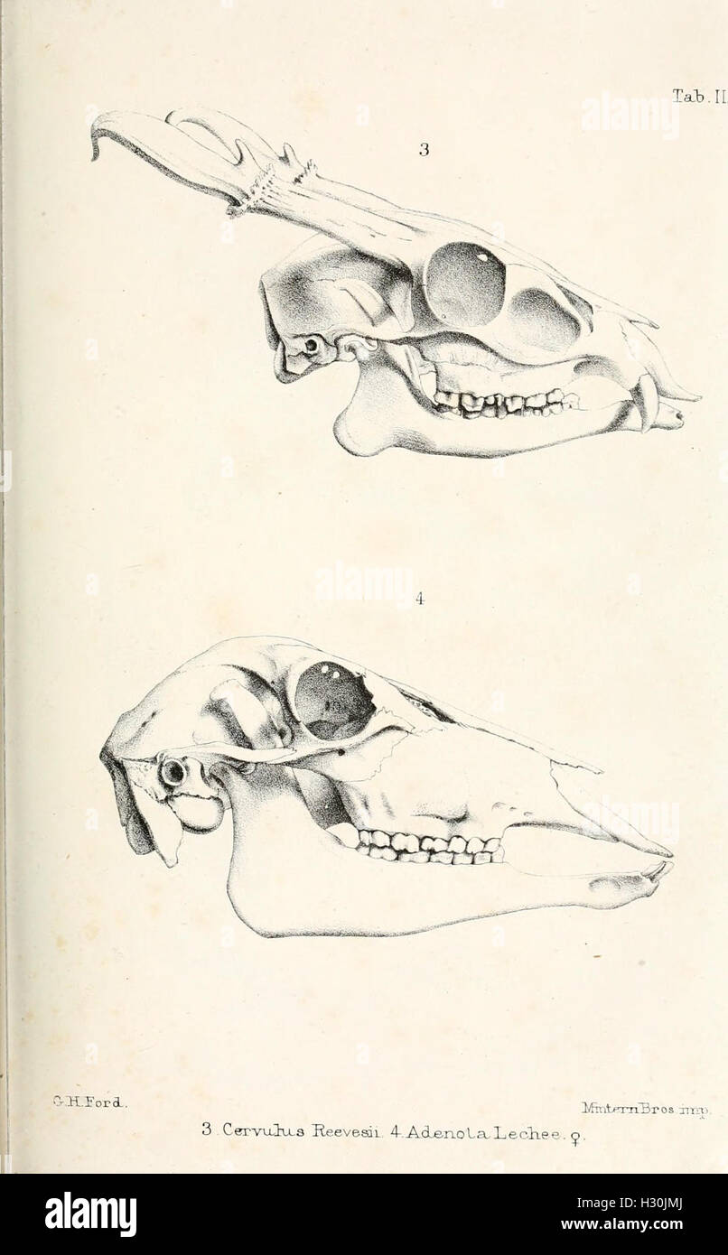 This catalog provides a detailed list of ruminant mammals, focusing on ...