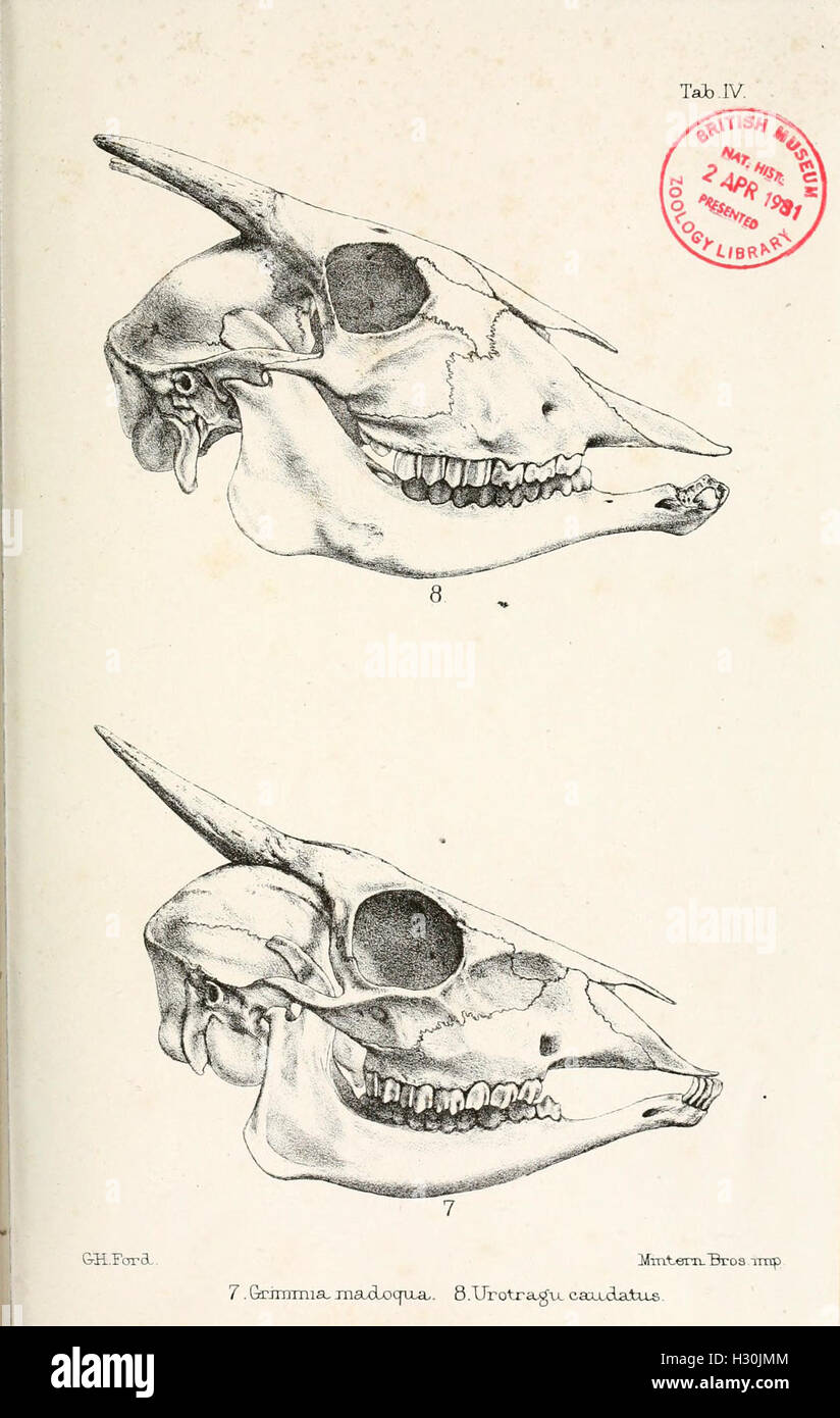 A comprehensive catalogue of ruminant mammals (Pecora) in the British ...