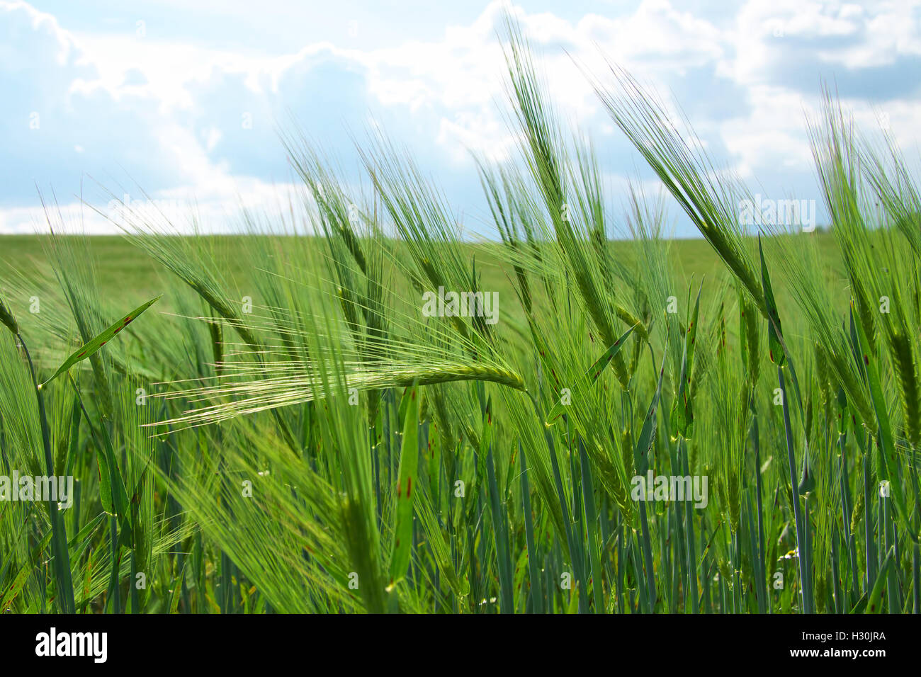 Barley growing on the field on a summer day Stock Photo - Alamy