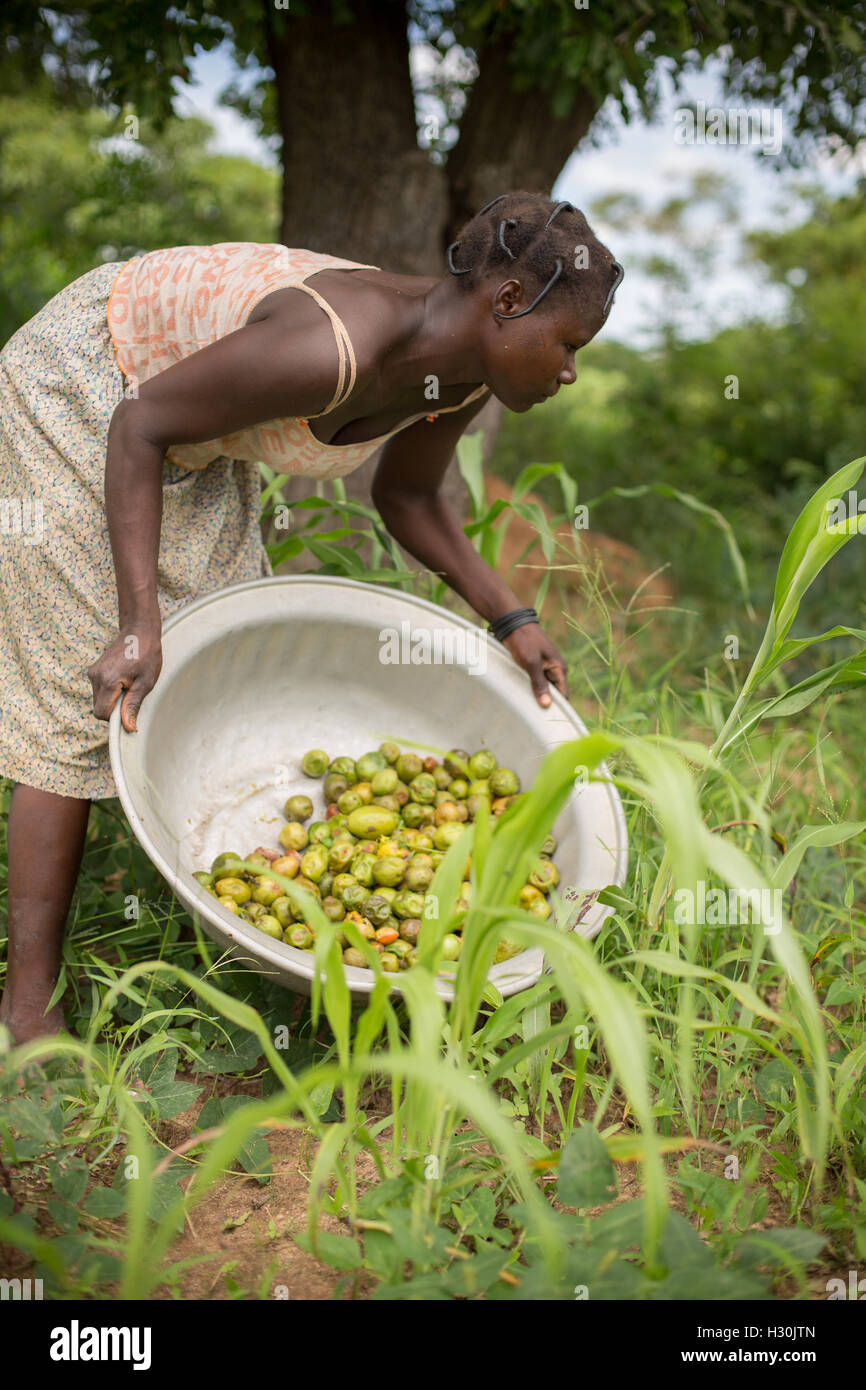 Nut trees hi-res stock photography and images - Alamy