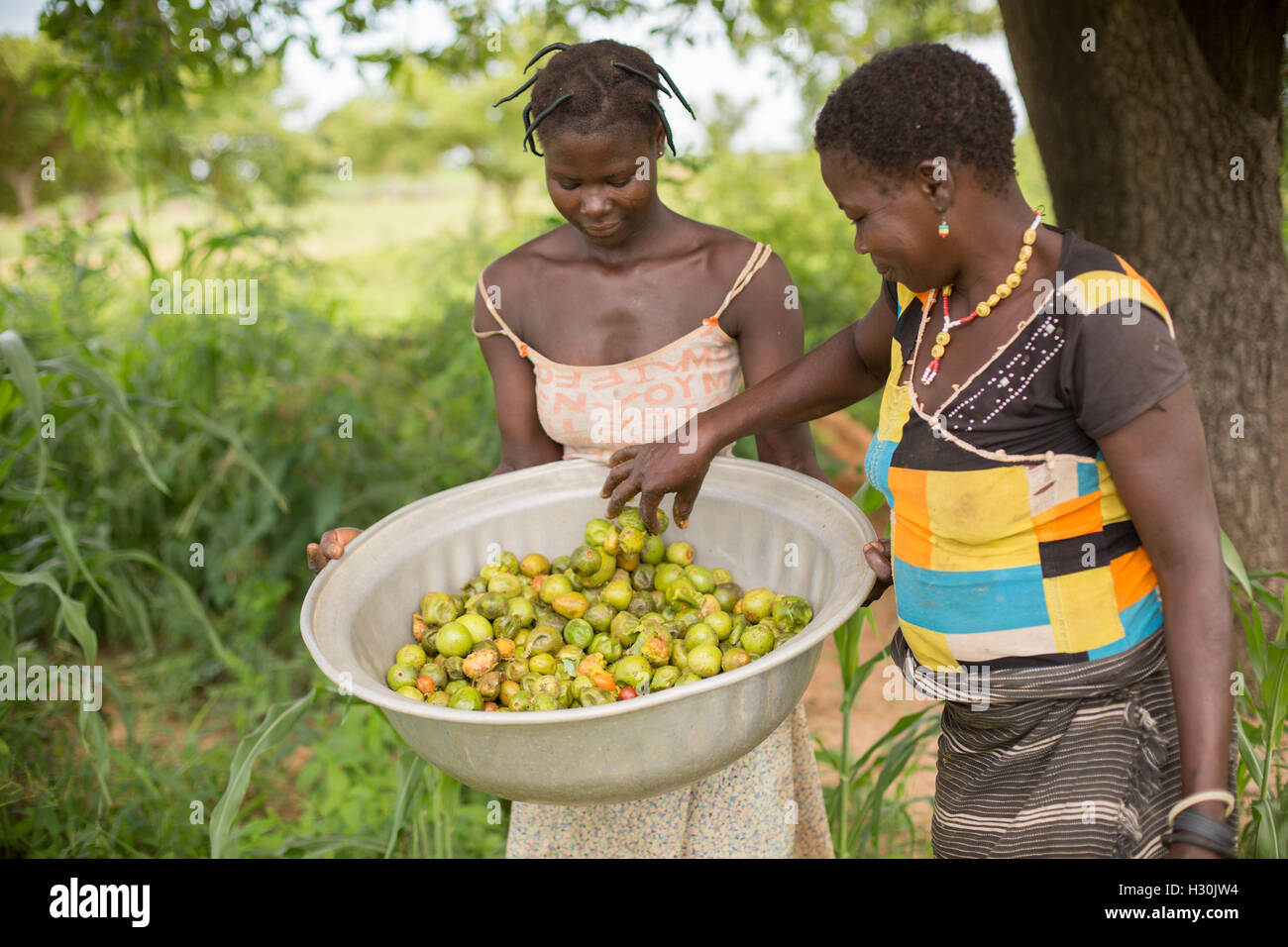 Women collect fallen shea fruit, the nut from which is used for making ...
