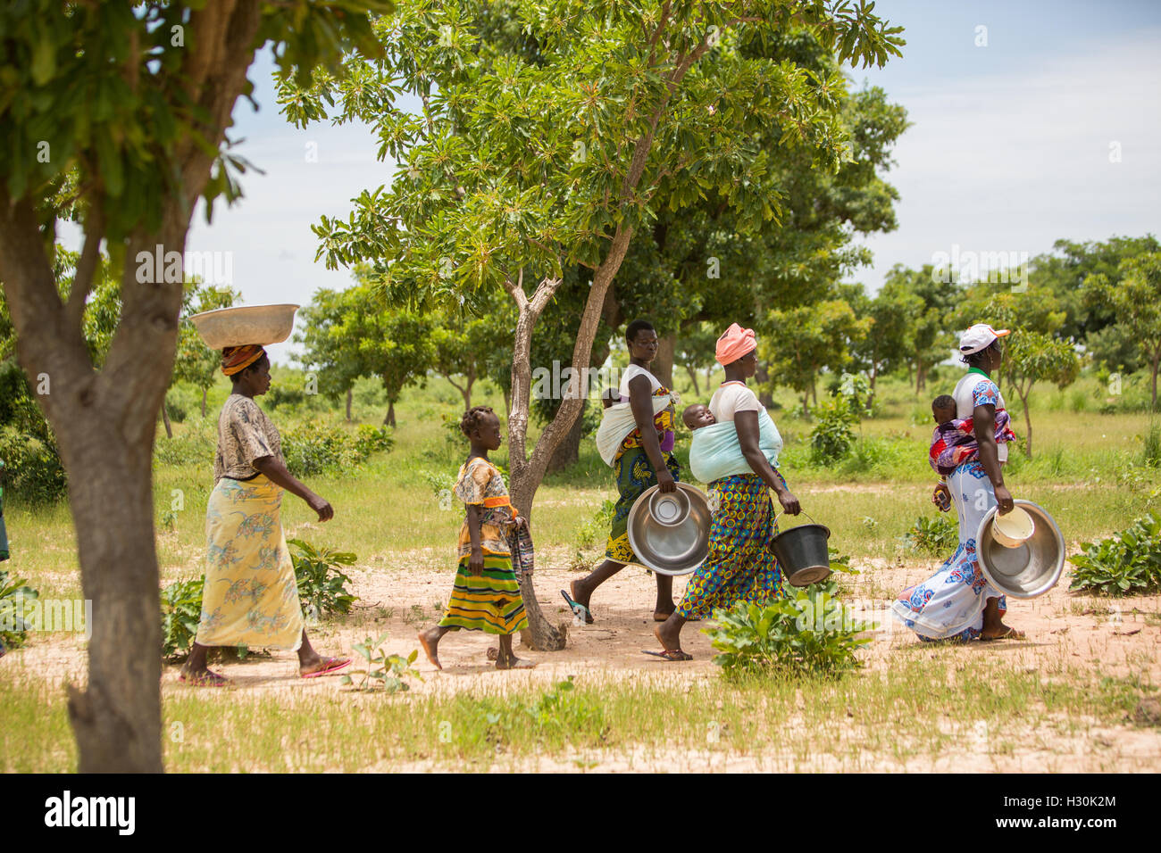 Women collect fallen shea fruit, the nut from which is used for making ...