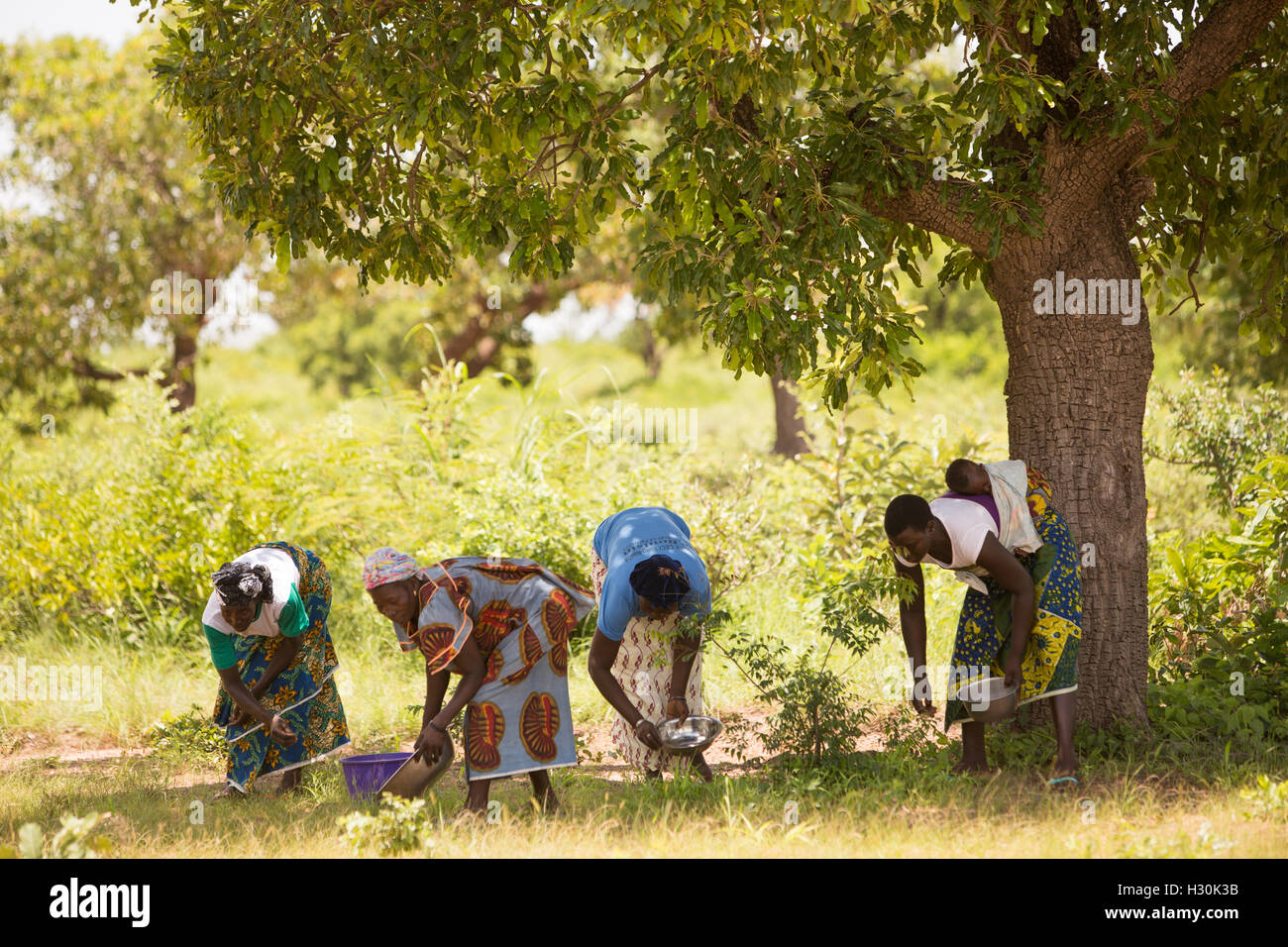 Women collect fallen shea fruit, the nut from which is used for making ...
