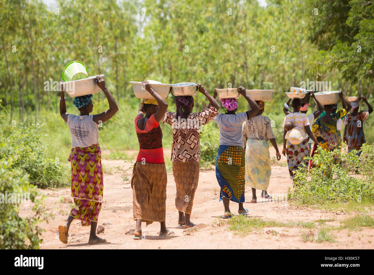 Women collect fallen shea fruit, the nut from which is used for making ...