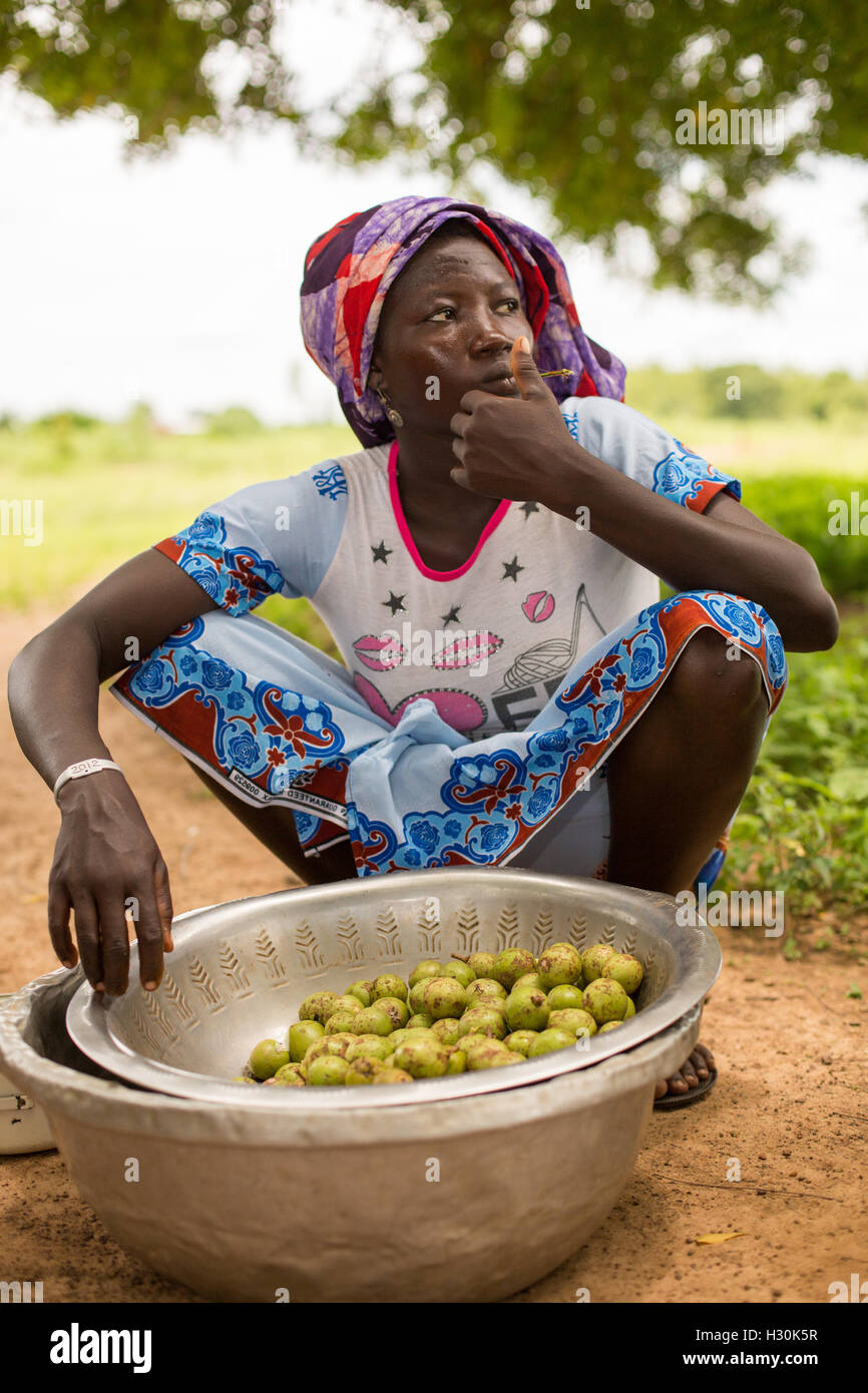 Women collect fallen shea fruit, the nut from which is used for making ...