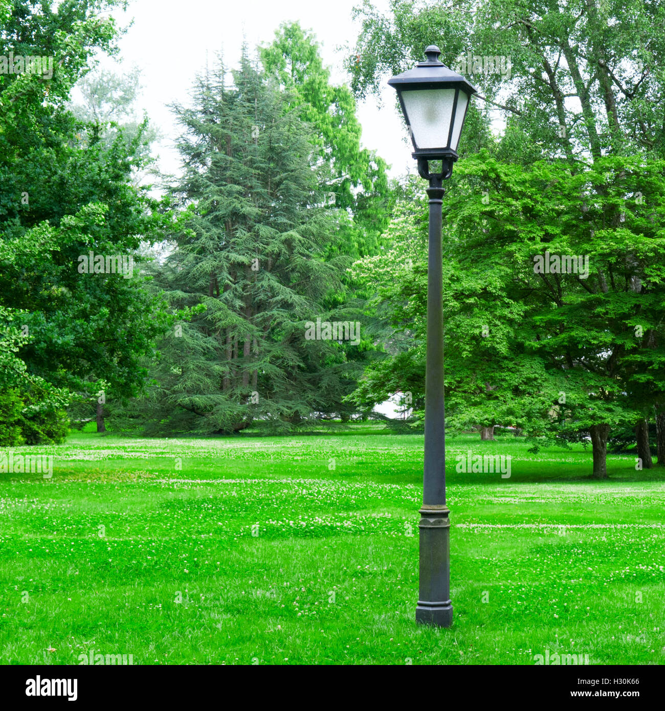 Flashlight trees hi-res stock photography and images - Alamy