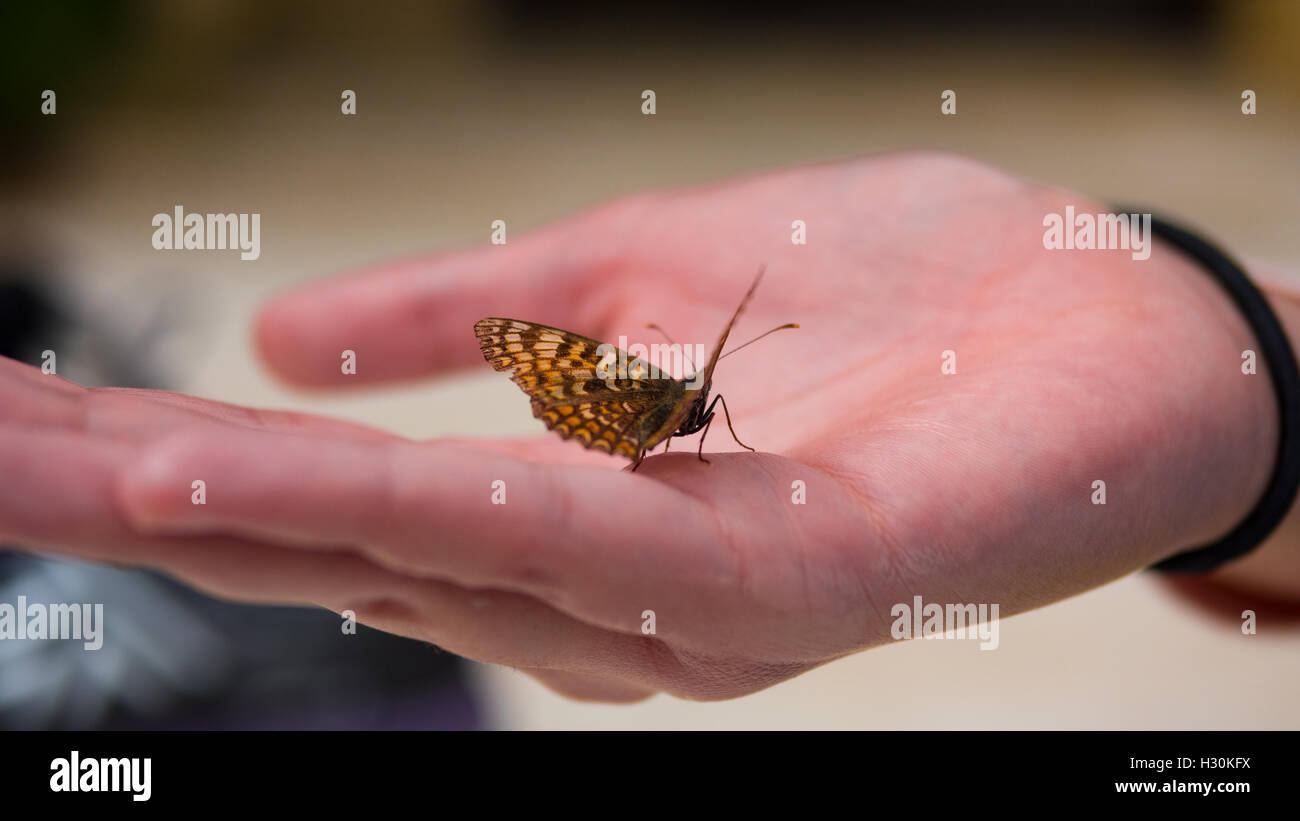 Human butterfly hi-res stock photography and images - Alamy